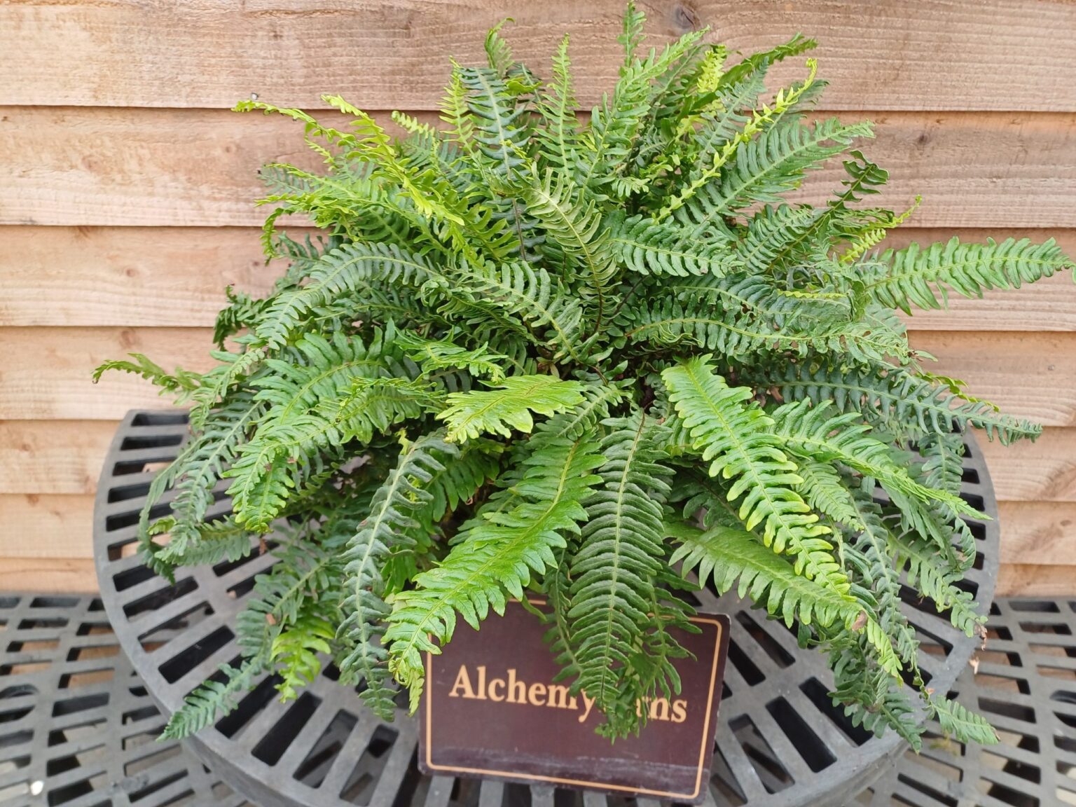 Home - Alchemy Ferns