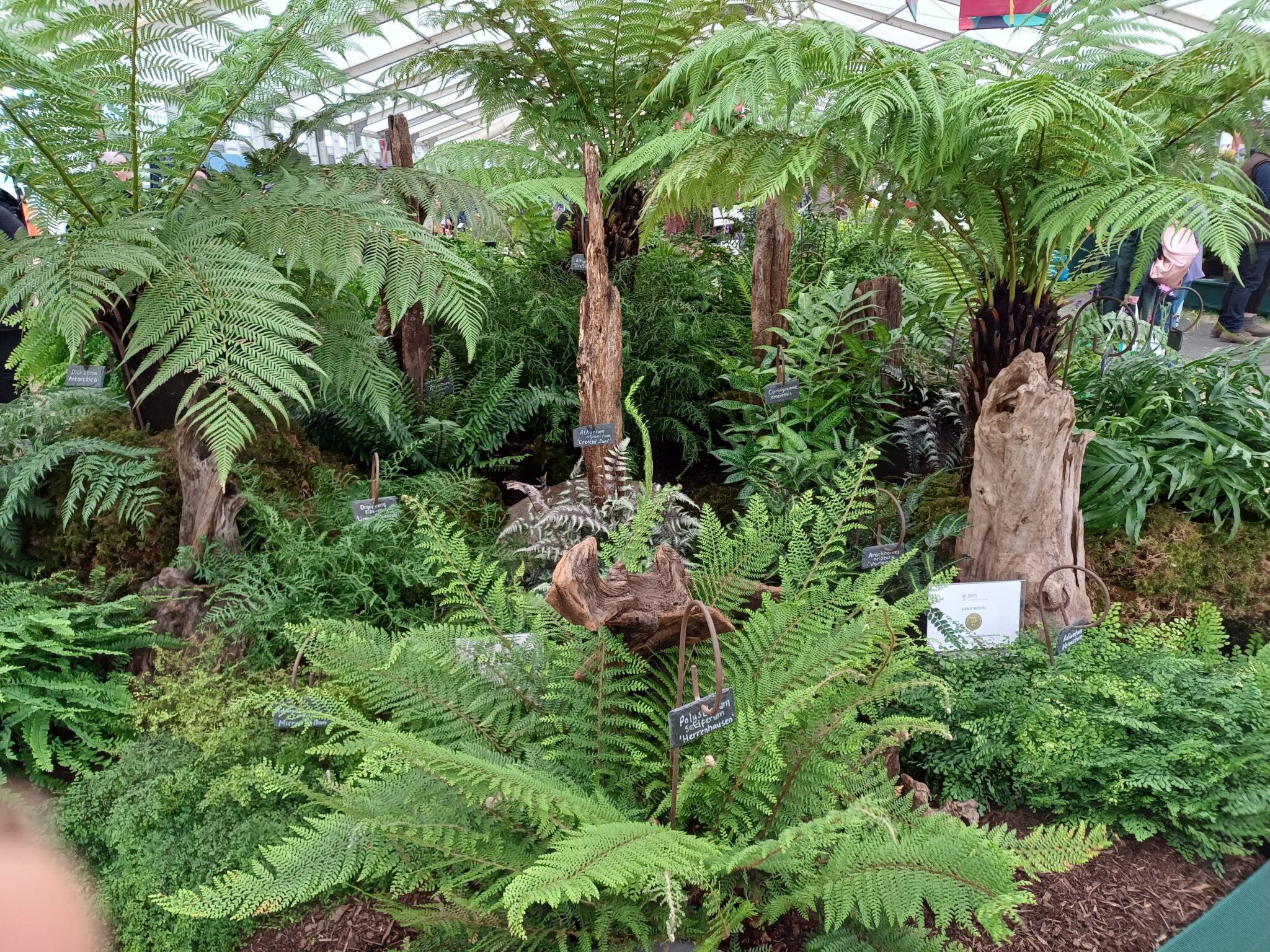 Home - Alchemy Ferns